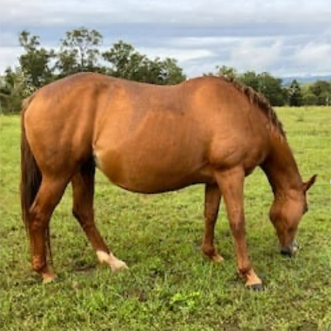 First Nations Beyond the Pale